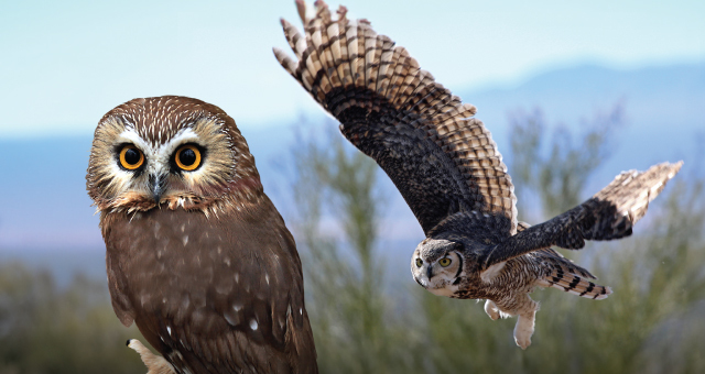 Programs for Kids | Indianapolis Public Library